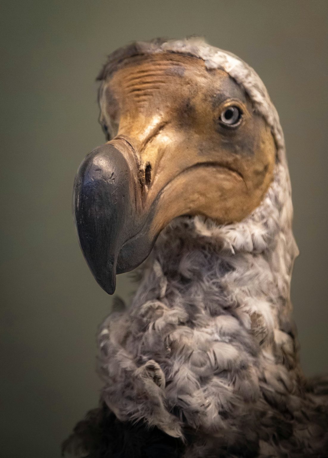 Why did Dodo Birds Go Extinct - Birds E-Pedia