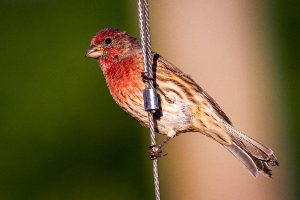 15 Brown Birds with Red Head - Birds E-Pedia