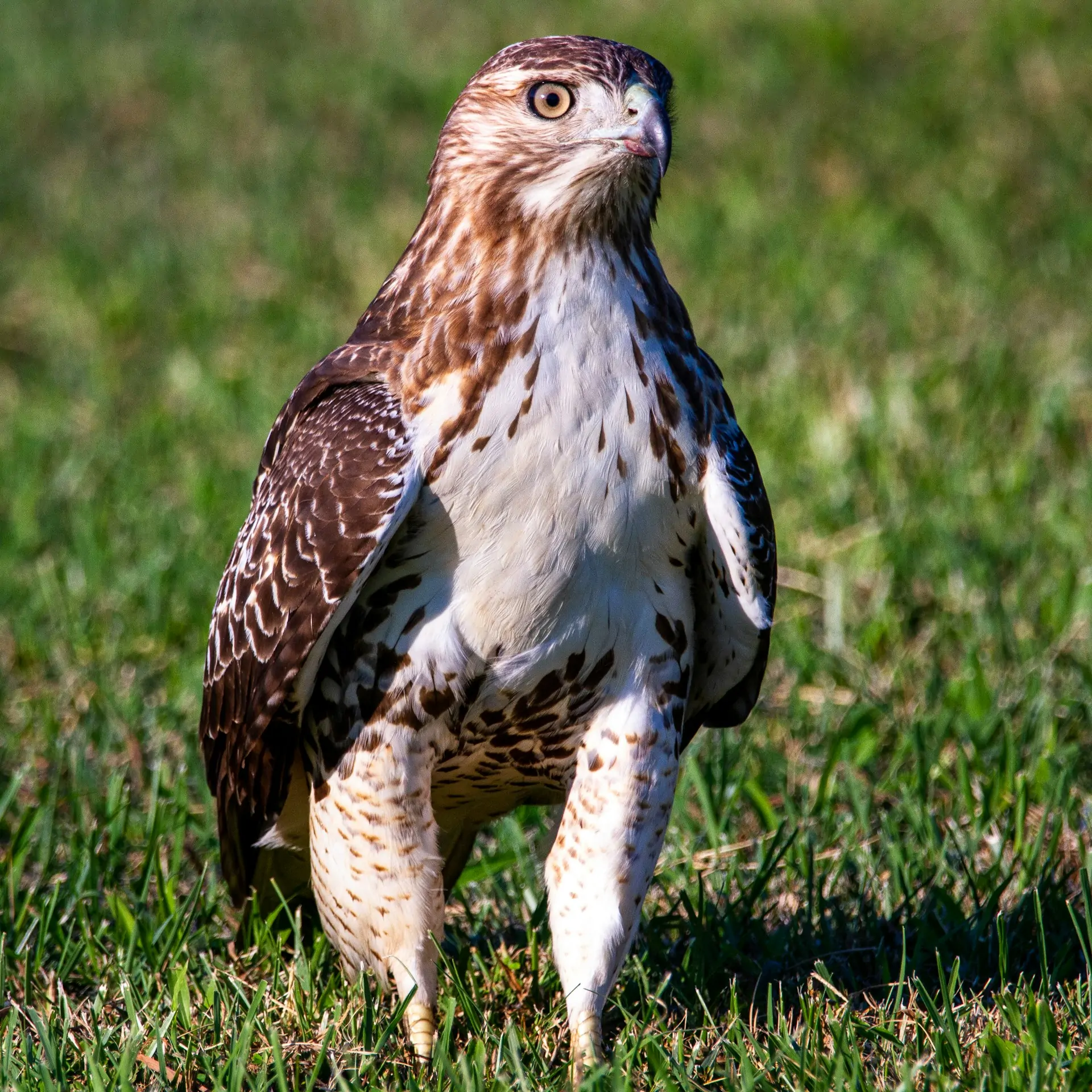 Chicken Hawk vs Red-Tailed Hawk: Unveiling the Sky Predators - Birds E ...